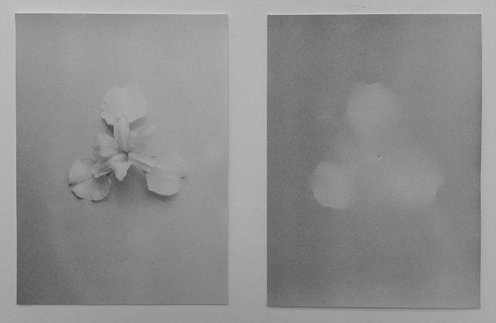 Jochen Lempert | Bildmuseet | Galleries | Frieze